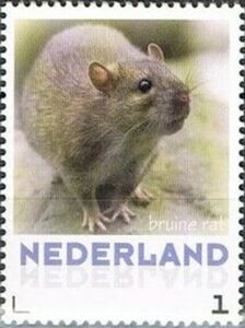 Stamp: Brown Rat (Rattus norvegicus) (Netherlands: Personalized stamps ...