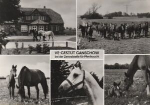 بطاقات بريدية: VE-GESTÜT GANSCHOW | at the Central Office for Horse ...