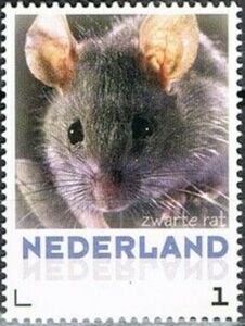 Stamp: Black Rat (Rattus rattus) (Netherlands: Personalized stamps ...