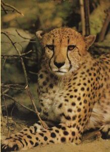 بطاقات بريدية: Zoo Rostock | Gepard (الجمهورية الديمقراطية الألمانية(Rostock) Col:DD-002386
