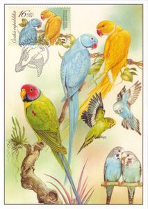 Postcard: Alexandr maly Psittacula krameri (Czech Republic) (- Fauna ...
