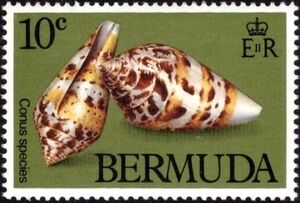 Stamp: Lightbourn's Cone (Conus lightbourni) (Bermuda(Shells - 1982) Mi ...