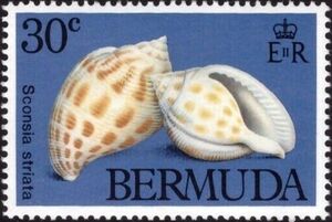 Stamp: Royal Bonnet (Sconsia striata) (Bermuda) (Shells - 1982) Mi:BM ...