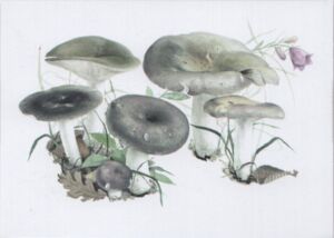Pocket Calendar: Russula cyanoxantha (Romania(Mushrooms) Col:RO-2021 ...