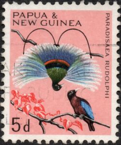 Papua New Guinea: Blue Bird-of-paradise (Paradisaea rudolphi), 1965 ...