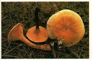 Sticker: Els Bolets - Sticker nº 189. Fals rossinyol - 'Hygrophoropsis ...