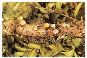 Sticker: Els Bolets - Sticker nº 250. Niuets - 'Crucibulum laeve ...