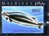 Stamp: Baird's Beaked Whale (Tasmacetus shepherdi) (Maldives(Whales ...