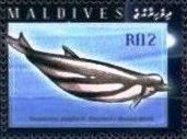 Stamp: Shepherd's Beaked Whale (Tasmacetus shepherdi) (Maldives(Whales ...
