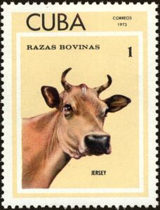 Znaczek: Jersey Cow (Bos primigenius taurus) (Kuba(Breeds of cattle) Mi ...