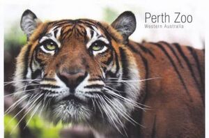 Tarjeta Postal: Tiger (Panthera tigris) - Perth Zoo (Australia(Perth ...