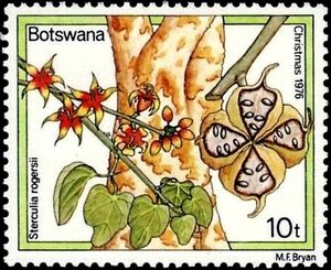 Stamp: Common Star Chestnut (Sterculia rogersii) (Botswana(Christmas ...