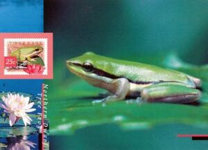 Postcard: Northern Dwarf Tree Frog (Litoria bicolor) (Australia(- Flora ...