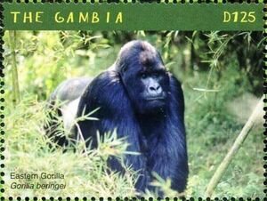 Stamp: Eastern gorilla (Gorilla beringei) (Gambia(African Primates ...
