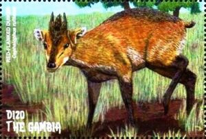 Stamp: Red-flanked Duiker (Cephalophus rufilatus) (Gambia) (Small ...