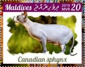 Stamp: Canadian sphynx (Maldives(Cats (2019)) Mi:MV 8628,Yt:MV 7091