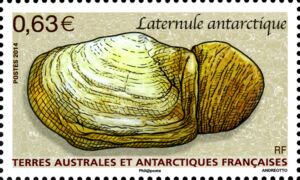 切手: Laternule antarctique (Laternula elliptica) (フランス領南方南極地域（ TAAF ...