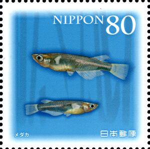 Stamp: Japanese Rice Fish (Oryzias latipes) (Japan(Harmony with Nature ...