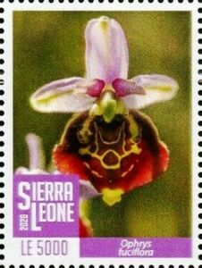 Stamp: Ophrys fuciflora (Sierra Leone(Orchids (2020:2)) Yt:SL 9975