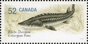 Stamp: White Sturgeon (Acipenser transmontanus) (Canada(Endangered ...
