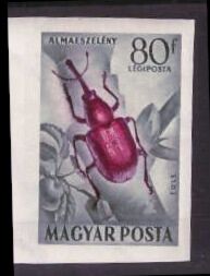 Stamp: Peach Weevil (Rhynchites bacchus) (Hungary(Insects) PHu:HU ...