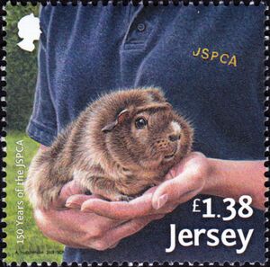 Stamp: Volunteers (guinea pig) (Jersey(150th anniversary of the JSPCA ...