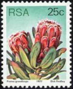 Stamp: Princess Protea (Protea grandiceps) (South Africa(Proteas and ...