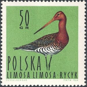 Stamp: Black-tailed Godwit (Limosa limosa) (Poland(Water Birds) Mi:PL ...