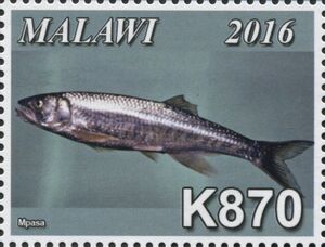 Stamp: Mpasa (Malawi(Endemic Fish of Malawi) Mi:MW 900,Yt:MW 849,Sg:MW ...