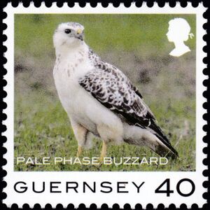 Stamp: Pale Phase Buzzard (Buteo buteo) (Guernsey(Birds Definitives ...