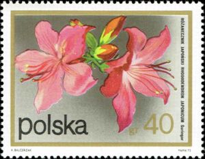 Stamp: Japanese Azalea (Rhododendron japonicus) (Poland(Shrub Flowers ...
