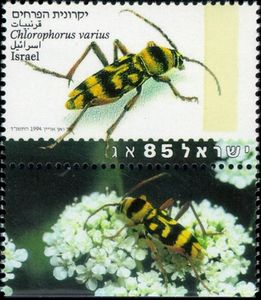 Stamp: Longhorn Beetle (Chlorophorus varius) (Israel(Beetles) Mi:IL ...
