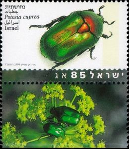 Stamp: Rose Chafer (Potosia cuprea) (Israel(Beetles) Mi:IL 1288T,Sn:IL ...