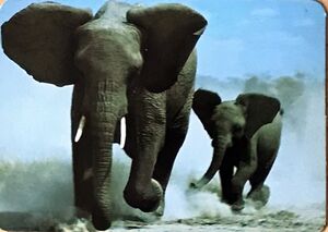 Calendario de Bolsillo: Elephants (España(Animals) Col:ESP-1993-Animal ...