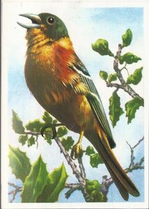 Sticker: Panorama de Animales y Plantas - Black-headed bunting ...