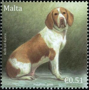 Stamp: Kelb tal-Kaċċa (Malta(Dogs (2020)) Mi:MT 2136,Sn:MT 1690d,Yt:MT ...