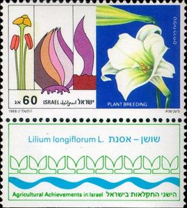 Stamp: "Plant Breeding" - Easter Lily (Lilium longiflorum) (Israel ...