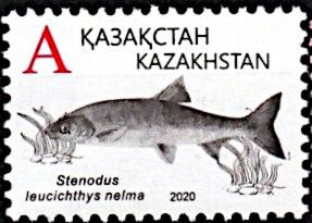 Stamp: Nelma (Stenodus leucichthys nelma) (Kazakhstan(Definitive Issue ...