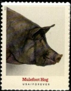 Stamp: Mulefoot Hog (United States of America(Heritage Breeds (2021 ...