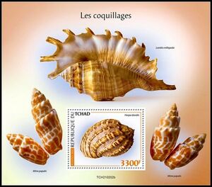 Stamp: Harpa davidis (Chad(Shells (2021)) Mi:TD BL1028,Yt:TD BF462