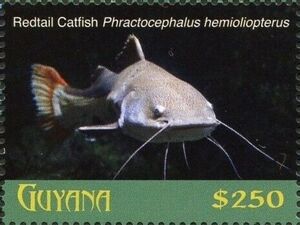 Stamp: Redtail Catfish (Phractocephalus hemioliopterus) (Guyana(Monster ...