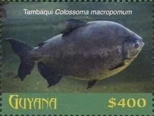 Stamp: Tanbaqui (Colossoma macropomum) (Guyana(Monster Fish) Mi:GY 9565 ...
