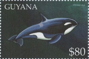 Stamp: Killer Whale, Orcinus Orca (Guyana(Marine Fauna) Mi:GY 6776,Sn ...