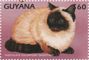 Stamp: Chocolate Colorpoint Shorthair (Guyana) (Domestic Cats) Mi:GY ...