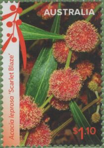 Stamp: Cinnamon Wattle (Acacia leprosa var Scarlet Blaze) (Australia ...