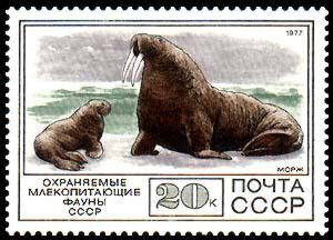 Stamp: Walrus (Odobenus rosmarus) (Soviet Union, USSR(Fauna of the USSR ...
