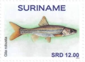 Stamp: Roundtail chub (Gila robusta) (Suriname(Fish of Suriname (2021 ...