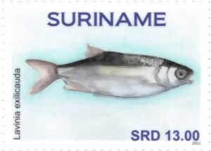 Stamp: Hitch (Lavinia exilicauda) (Suriname(Fish of Suriname (2021)) Mi ...