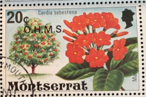 Stamp: Manjak (Cordia sebestena) (Montserrat(Flowering Trees of ...