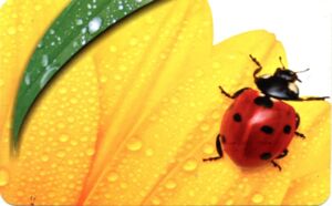 Calendario de Bolsillo: Ladybug (Bulgaria(Animals) Col:BUL-2014-Animal ...
